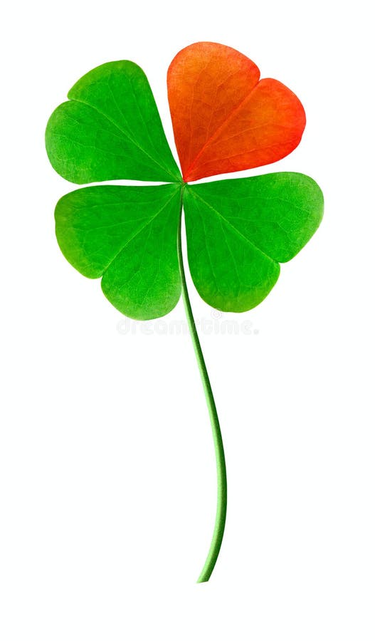 Trefoil stock image. Image of flower, shamrock, luck - 10926385