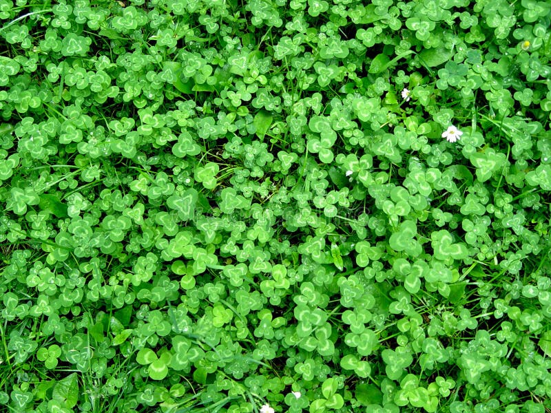 Trefoil stock photo. Image of background, green, summer - 153150