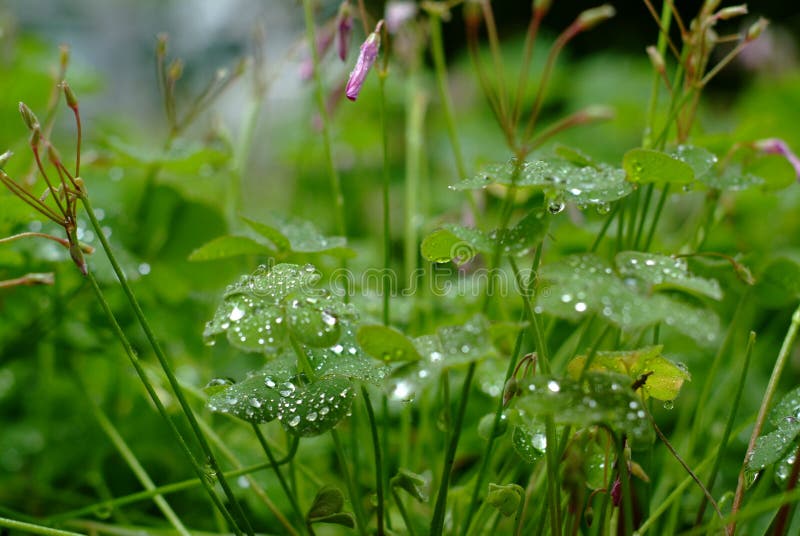 Trefoil stock image. Image of colorful, colony, flowers - 44156169