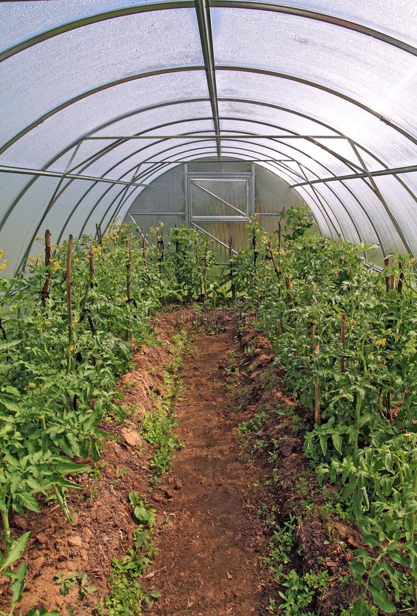 Treibhaus stockbild. Bild von zuhause, ernten, biologie - 19926527