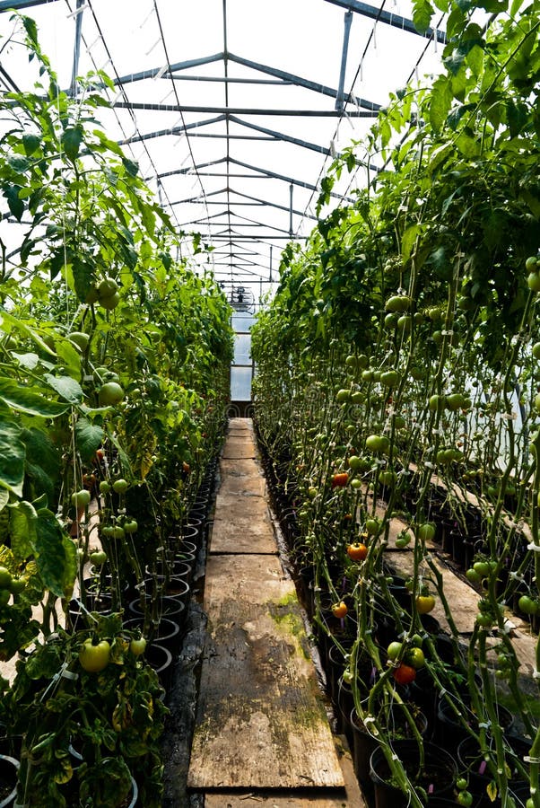 Treibhaus-Tomaten stockbild. Bild von saskatchewan, landwirtschaft ...