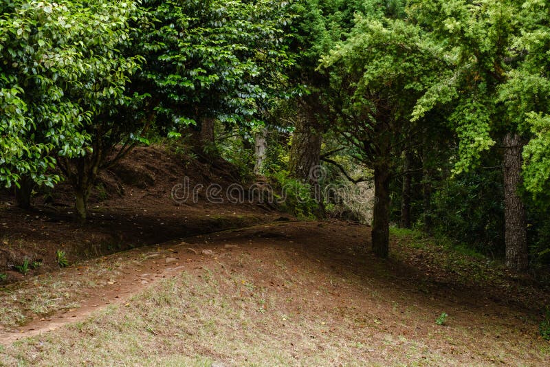 Trek path in the woods stock image. Image of discovering - 208504575