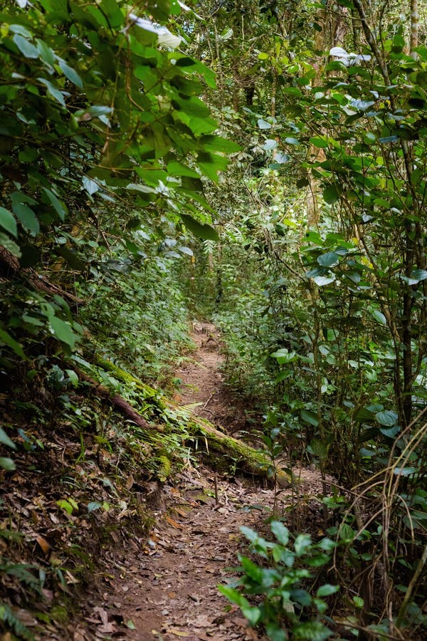 Trekking De Cameron Highlands Gunung Jasar Photo stock - Image du ...