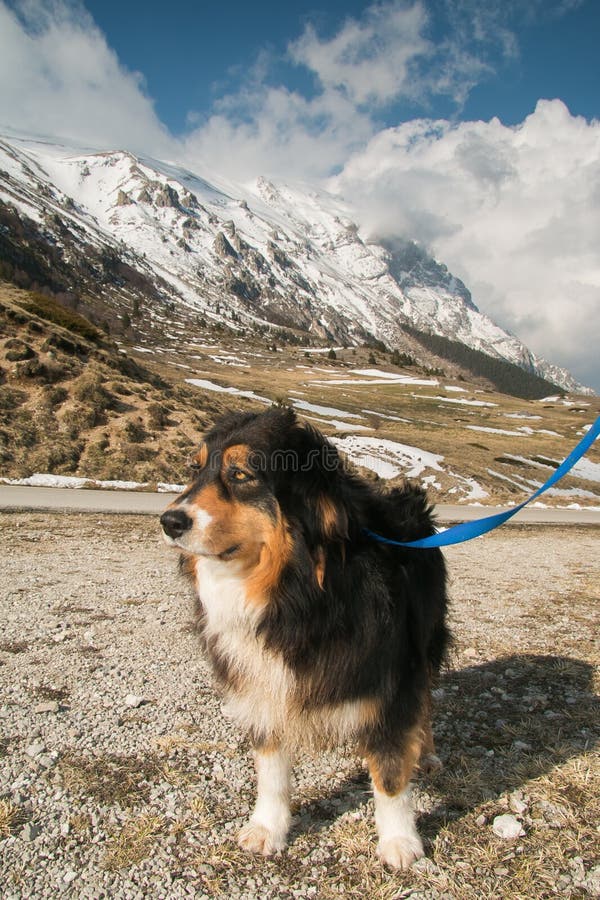 Trekking Della Montagna Con Il Cane Fotografia Stock - Immagine di ...