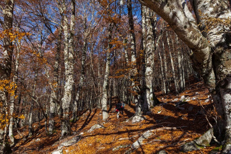 Trekking Parco Nazionale D Abruzzo Stock Photo - Image of abruzzo, wood ...