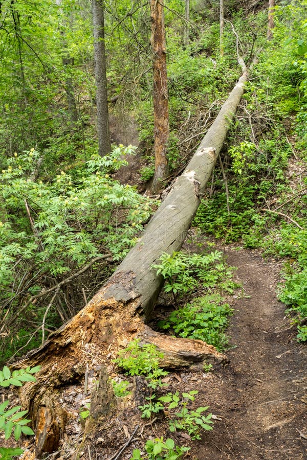 Trekking Path Under Fallen Tree Stock Image - Image of wood, trees ...