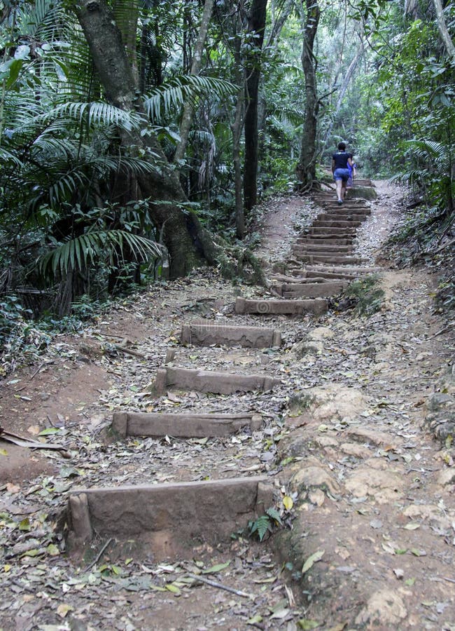Trekking Stairs in the Jungle in Brazil Editorial Image - Image of ...