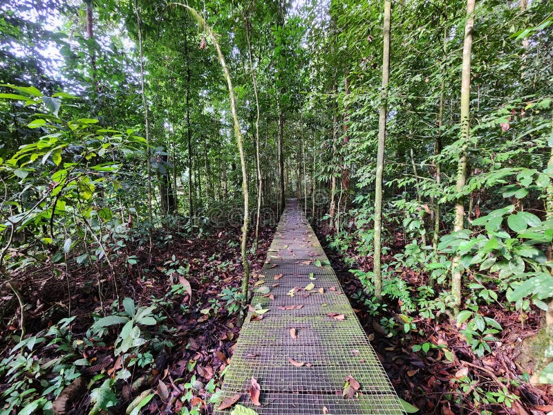 Trekking Walkway in Danum Valley Jungle in Lahad Datu Stock Image ...