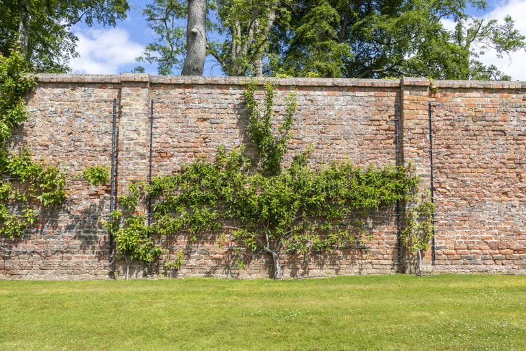 Trellis apple trees stock photo. Image of wall, gardening - 225731686