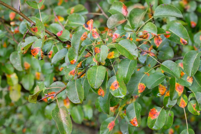 Trellis Rust of Pear on Green Leaves Stock Image - Image of green ...