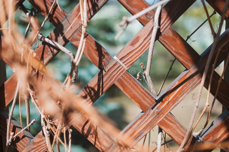 Trellis stock photo. Image of lattice, design, construction - 77311084