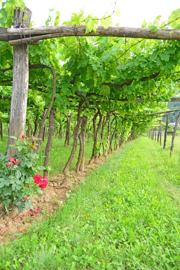 Trellis Vineyard stock photo. Image of green, grow, suspended - 156463946