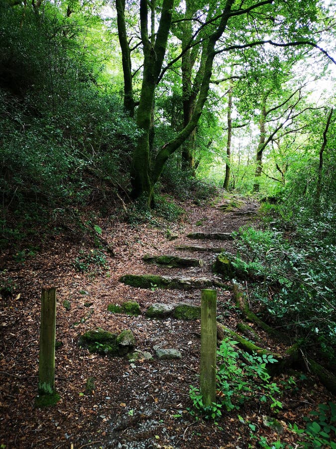 Tremadog forest path stock photo. Image of forest, steps - 227270304