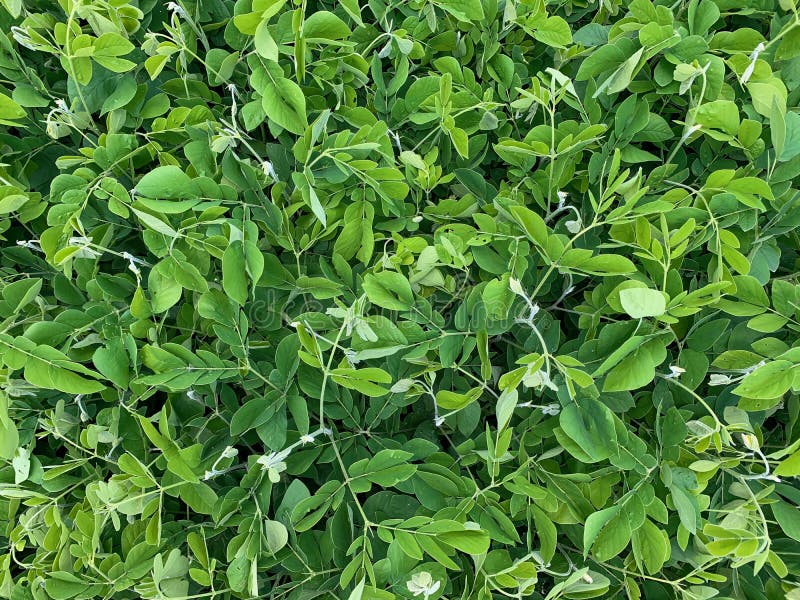 Trembesi Tree Seeds, the Trembesi Tree is One of the Typical Trees from ...