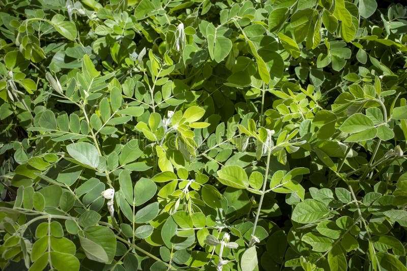 Trembesi (Samanea Saman), the Rain Tree, Monkey Pod Tree Seedlings ...