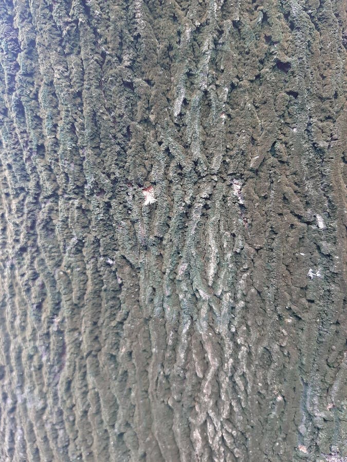 Trembesi Tree Bark Texture in the Garden Stock Photo - Image of garden ...