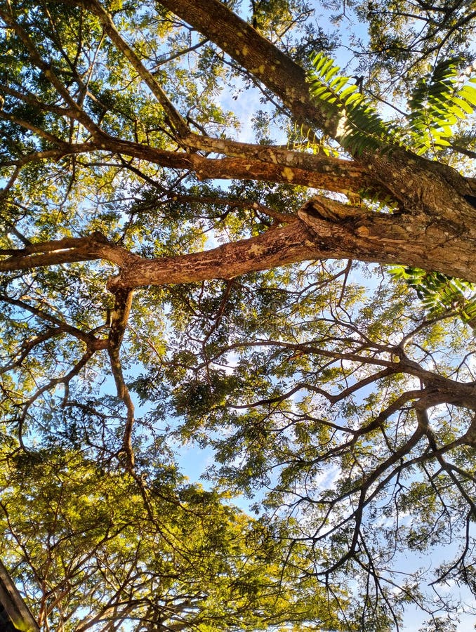 Trembesi Tree with Dense and Shady Leaves? Stock Photo - Image of grove ...