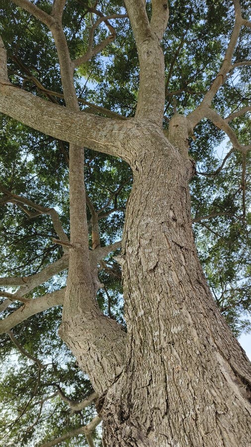 Trembesi Tree & X28;genus : Samanea& X29; Picture from Below Stock ...
