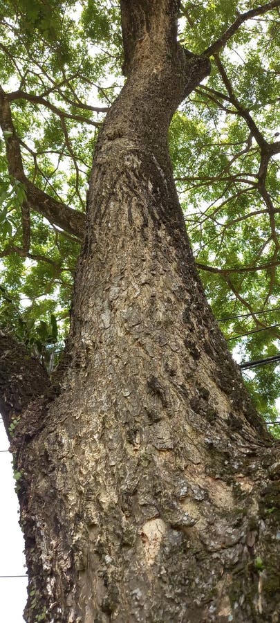A Trembesi Tree that Grows by the Side of the Road with Cracked Bark ...