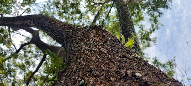 Trembesi Tree that Grows on the Side of the Road with the Structure of ...