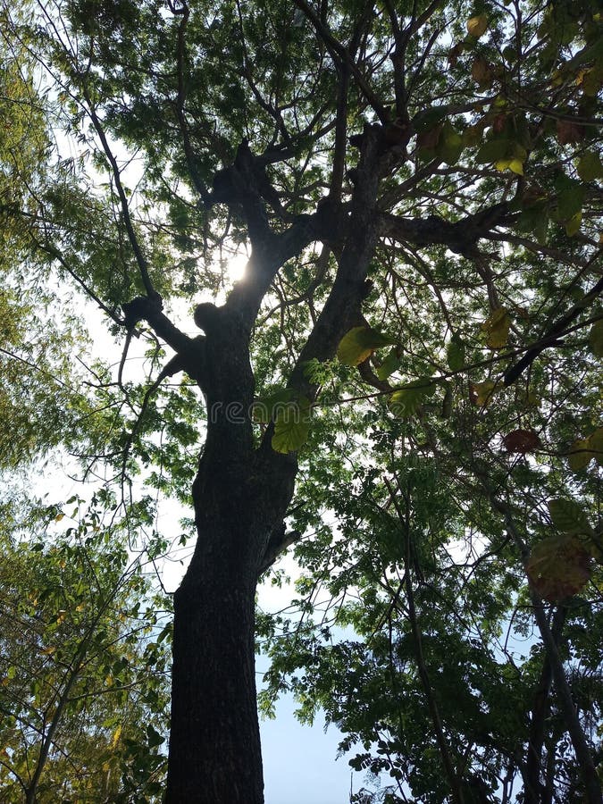 Trembesi Tree that Thrives and is Shady Stock Image - Image of grove ...