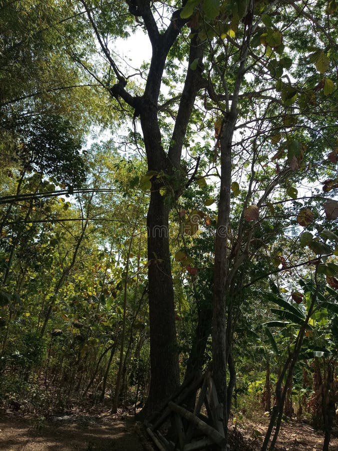 Trembesi tree stock photo. Image of reach, meters, garden - 264749312