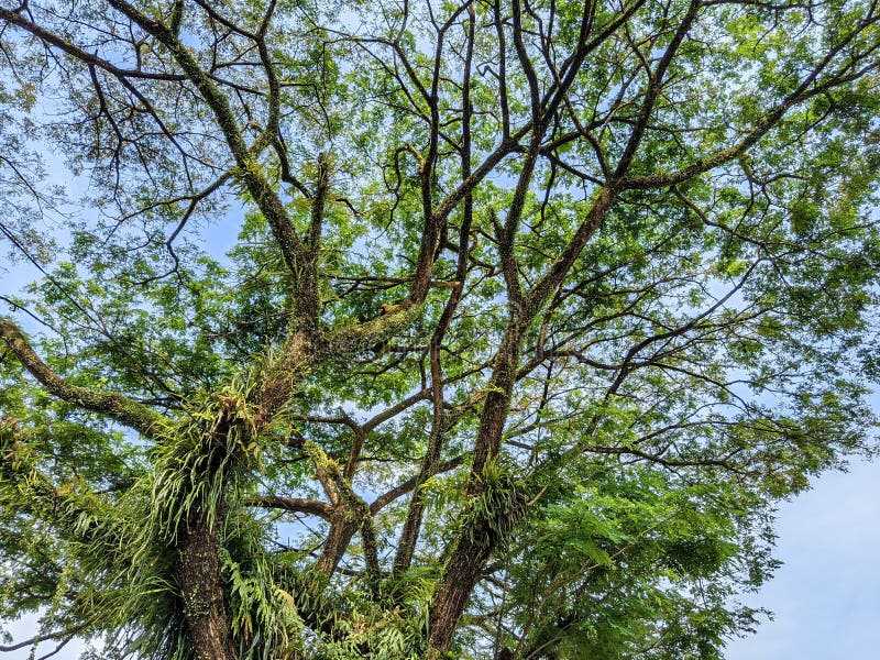 The Trembesi Tree Samanea Saman is Very Lush Stock Photo - Image of ...
