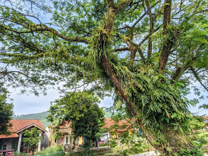 The Trembesi Tree Samanea Saman is Very Lush Stock Photo - Image of ...