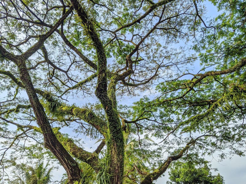 The Trembesi Tree Samanea Saman is Very Lush Stock Photo - Image of ...