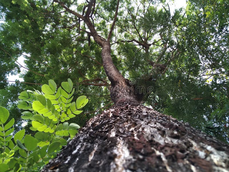 Trembesi Tree stock photo. Image of sunlight, wood, summer - 320700222