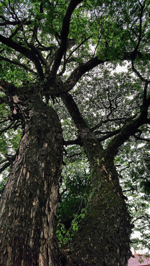 Trembesi Trees As Green Plants in the City. Stock Photo - Image of ...