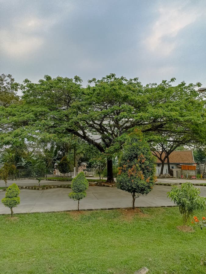 Trembesi Trees Grow Very Sturdy among Other Trees in a Park Stock Image ...