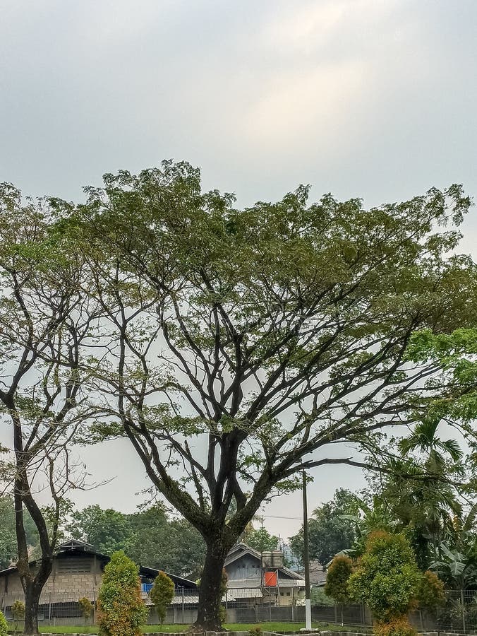 Trembesi Trees Grow Very Sturdy among Other Trees in a Park Stock Photo ...
