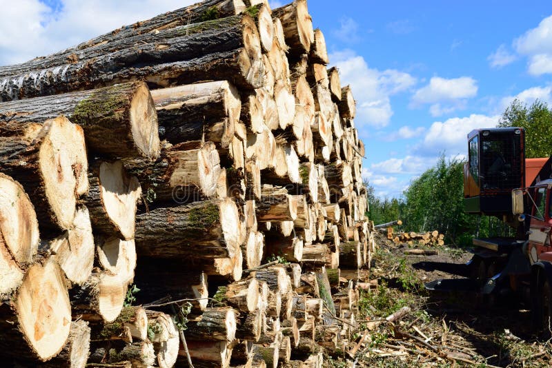 Trembling Aspen (Populus Tremuloides) on Summer Log Landing Stock Image ...