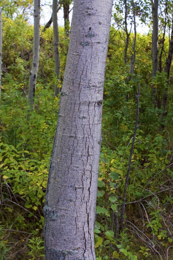 Trembling Aspen Tree Bark 816225 Stock Image - Image of populus ...