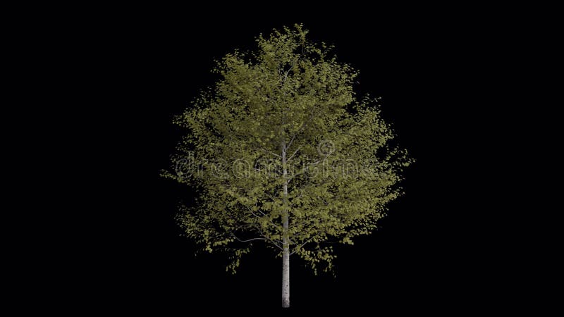 Trembling Aspen Tree Blowing in the Wind. Alpha Channel. Loop Animation ...