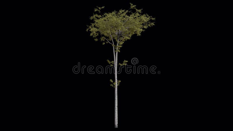 Trembling Aspen Tree Blowing in the Wind. Alpha Channel. Loop Animation ...