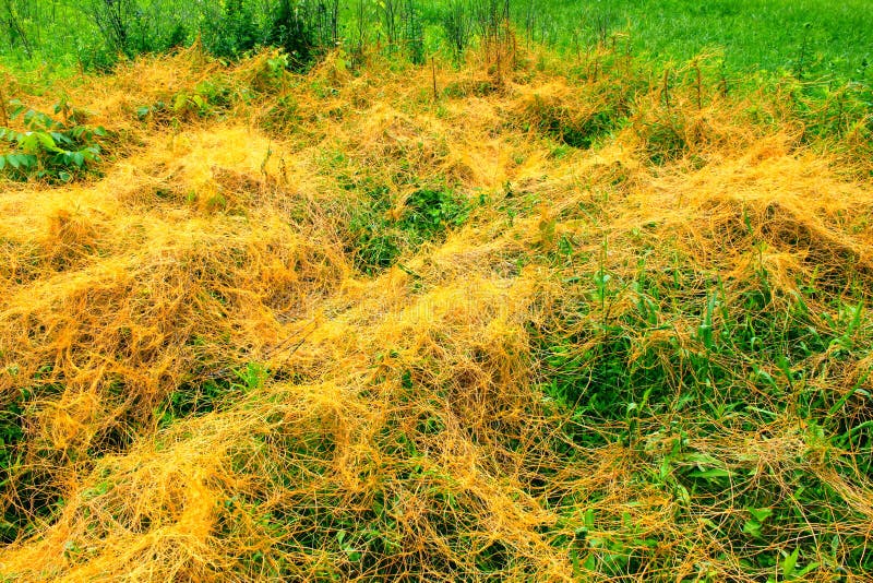 Tremer Na Pradaria De Illinois Imagem de Stock - Imagem de unido ...