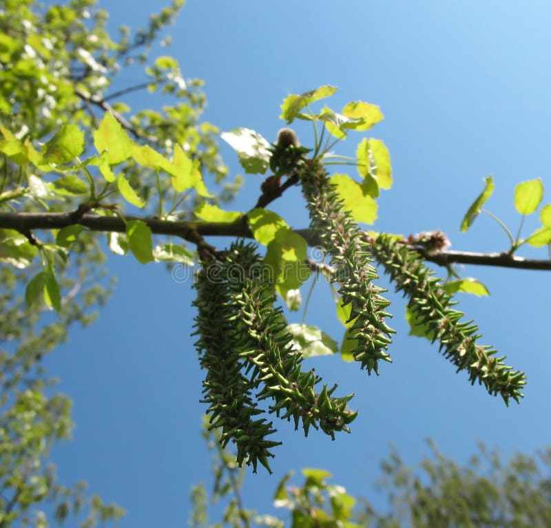 Pioppo Tremulo Fiorito (Populus Tremula) Fotografia Stock - Immagine di ...