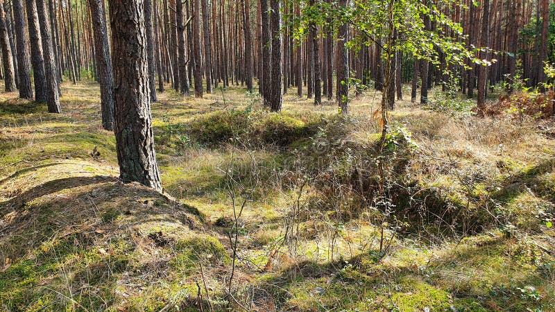 A trench in the forest stock photo. Image of wilderness - 257610108
