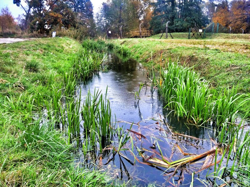 Trench stock image. Image of rain, nature, plant, grass - 63169103