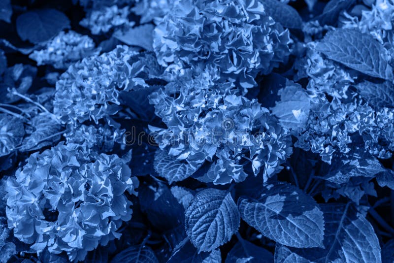 Trend Color 2020 Classic Blue, Hydrangea Background for Design Stock ...