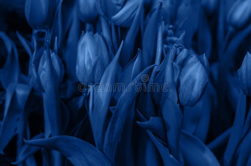 Trend Color 2020 Classic Blue, Tulips Background For Design Stock Photo ...