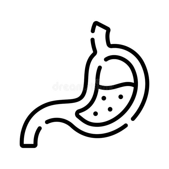 Trendy Linear Icon of Stomach Digestive System Organ Stock Illustration ...