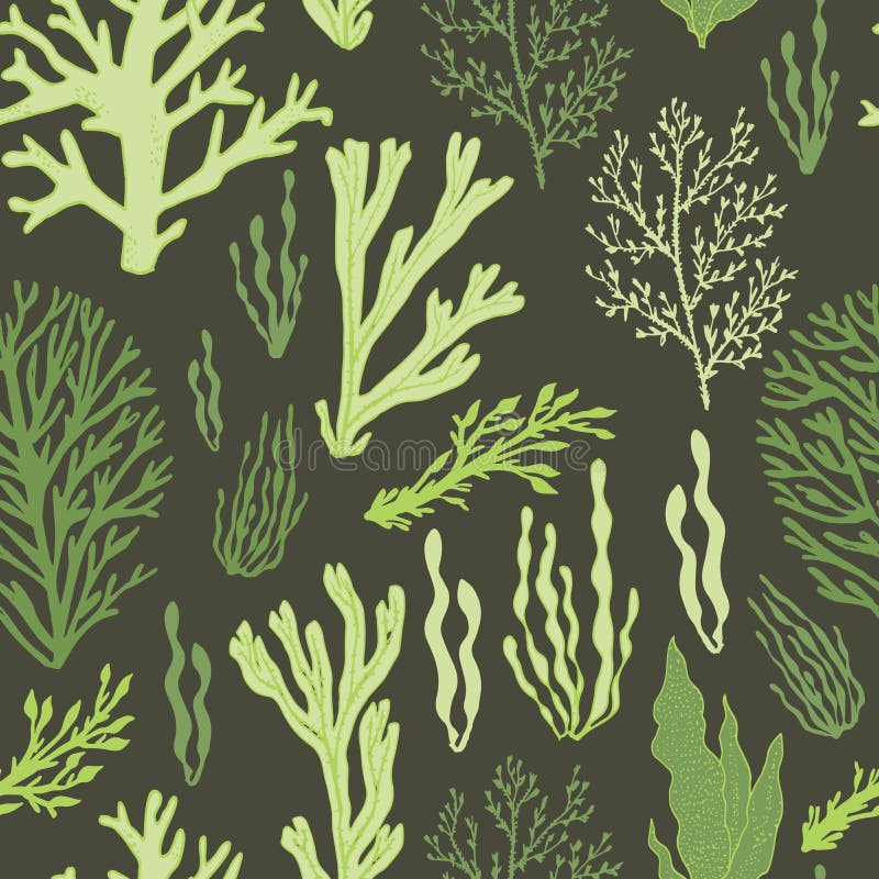 Trendy Summer Seaweed Design. Stock Illustration - Illustration of leaf ...