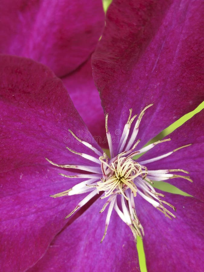 Trepadeira Com a Flor Roxa Bonita Imagem de Stock - Imagem de alpinista ...
