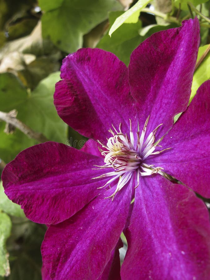 Trepadeira Com a Flor Roxa Bonita Imagem de Stock - Imagem de clematite ...
