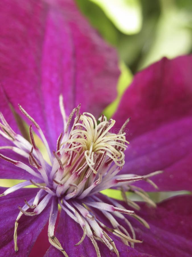 Trepadeira Com a Flor Roxa Bonita Imagem de Stock - Imagem de pétala ...