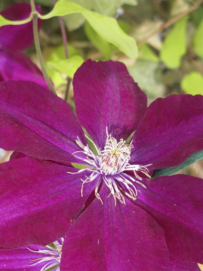 Trepadeira Com a Flor Roxa Bonita Imagem de Stock - Imagem de pétala ...