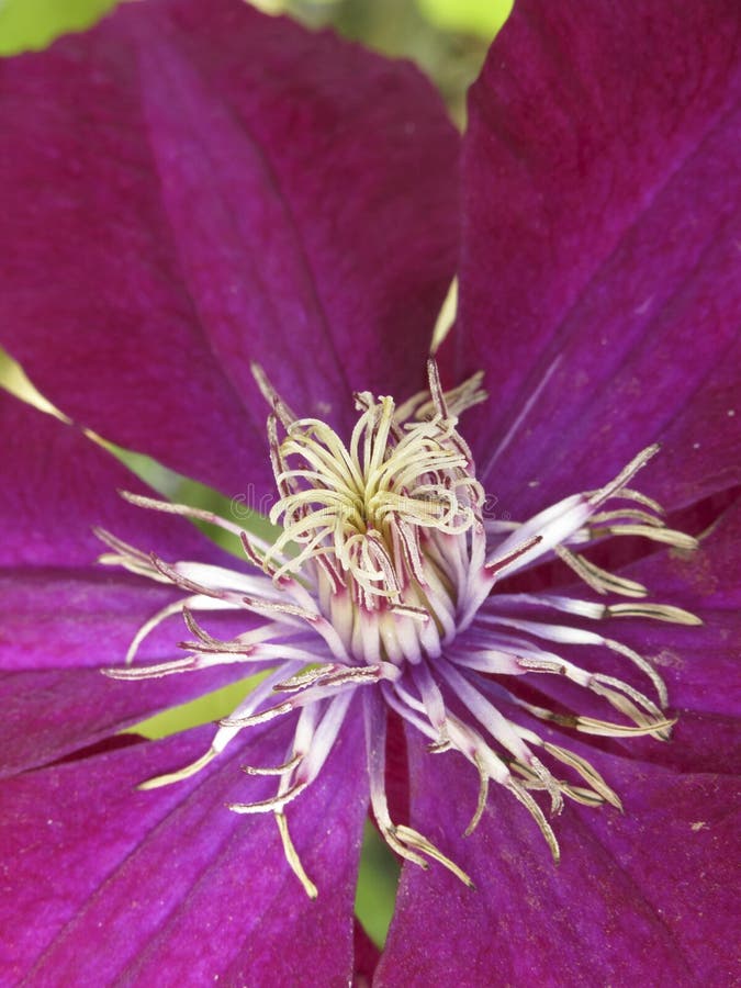 Trepadeira Com a Flor Roxa Bonita Imagem de Stock - Imagem de floral ...